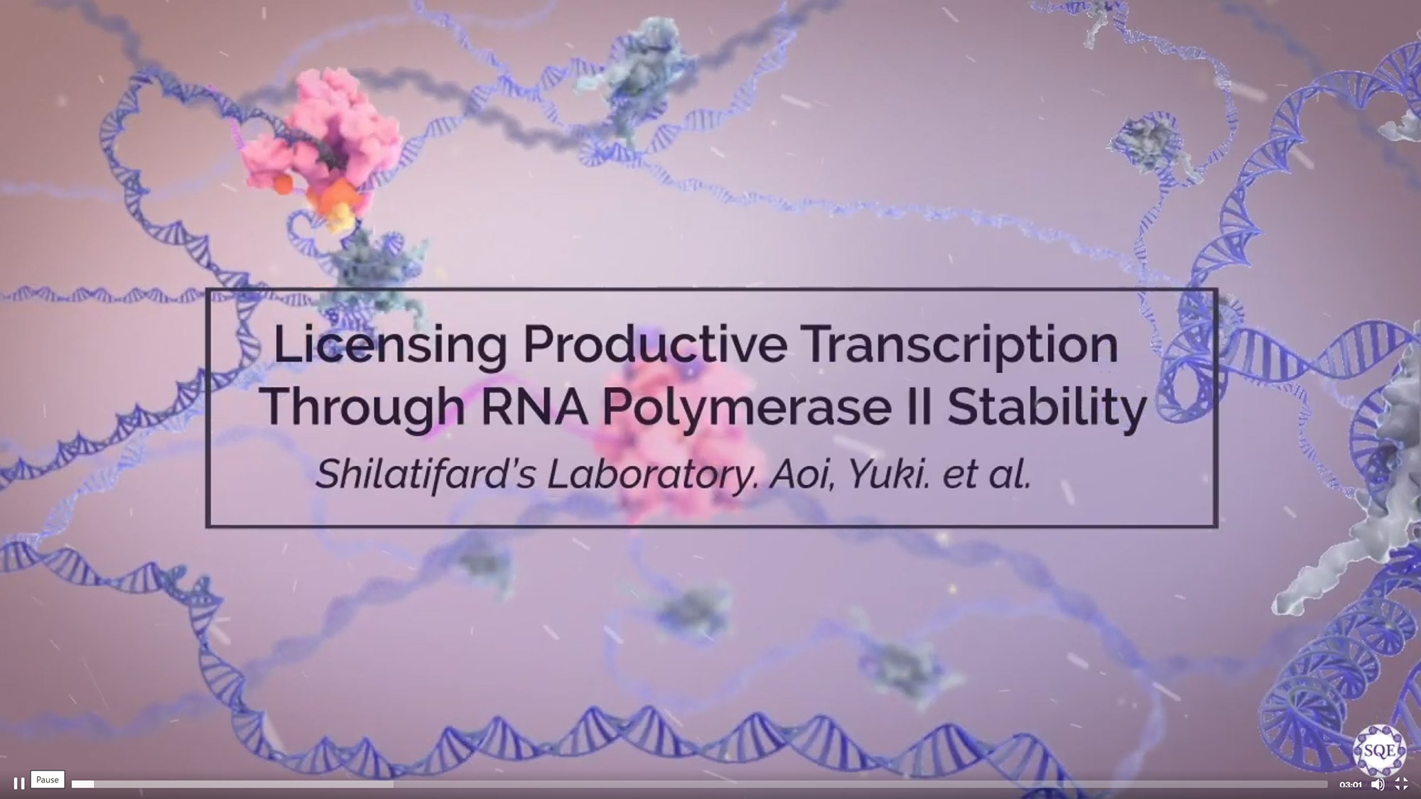 Licensing productive transcription through RNA polymerase II stability