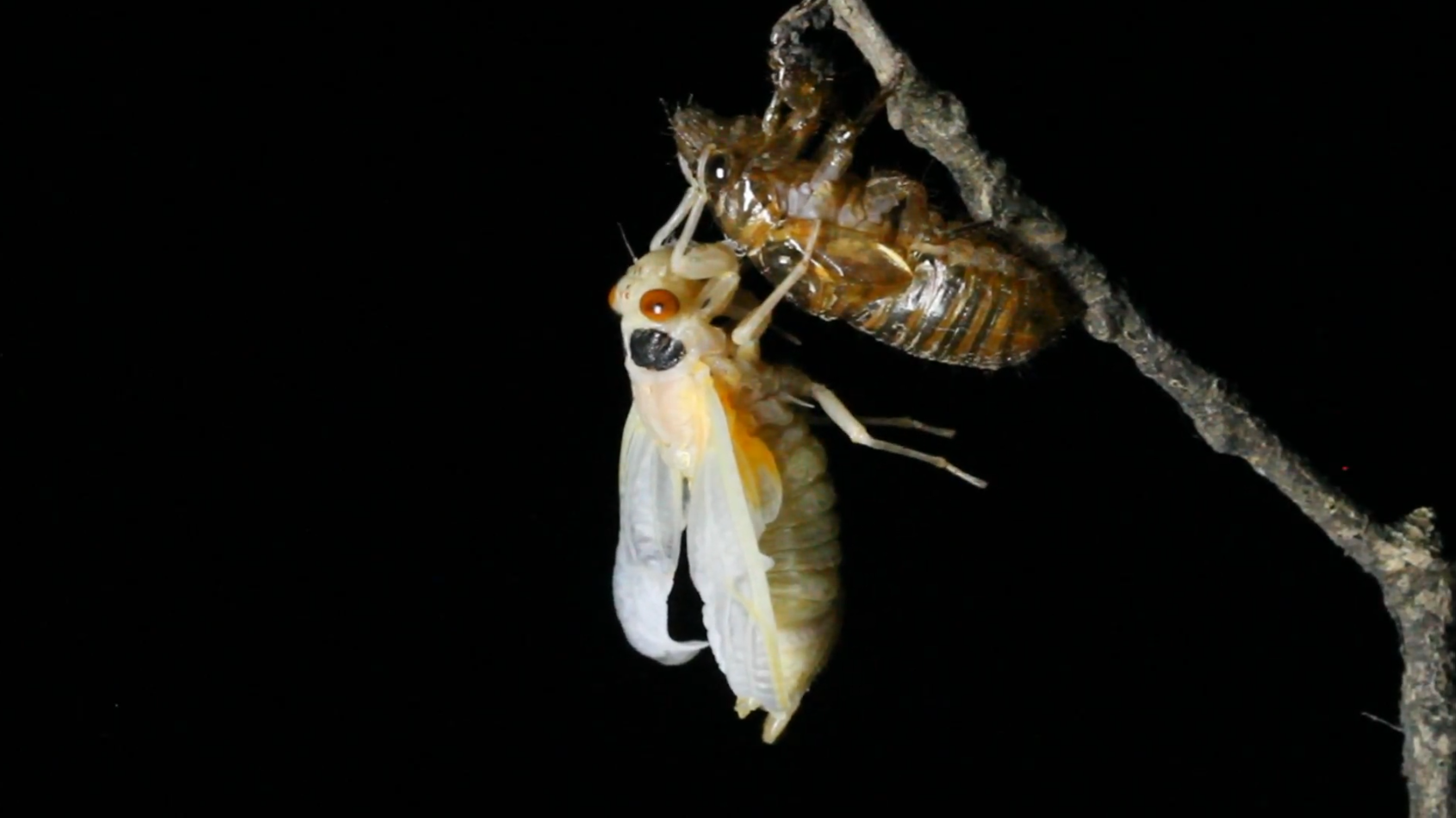 The Transformation of Brood X