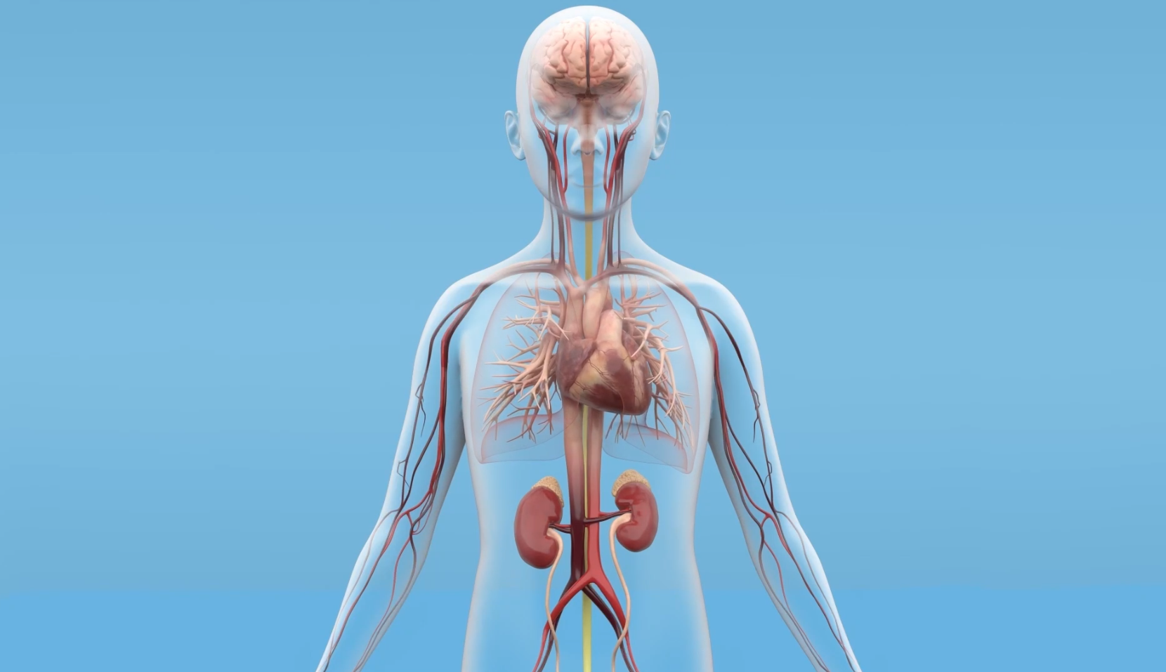 Ventriflo True Pulse Pump