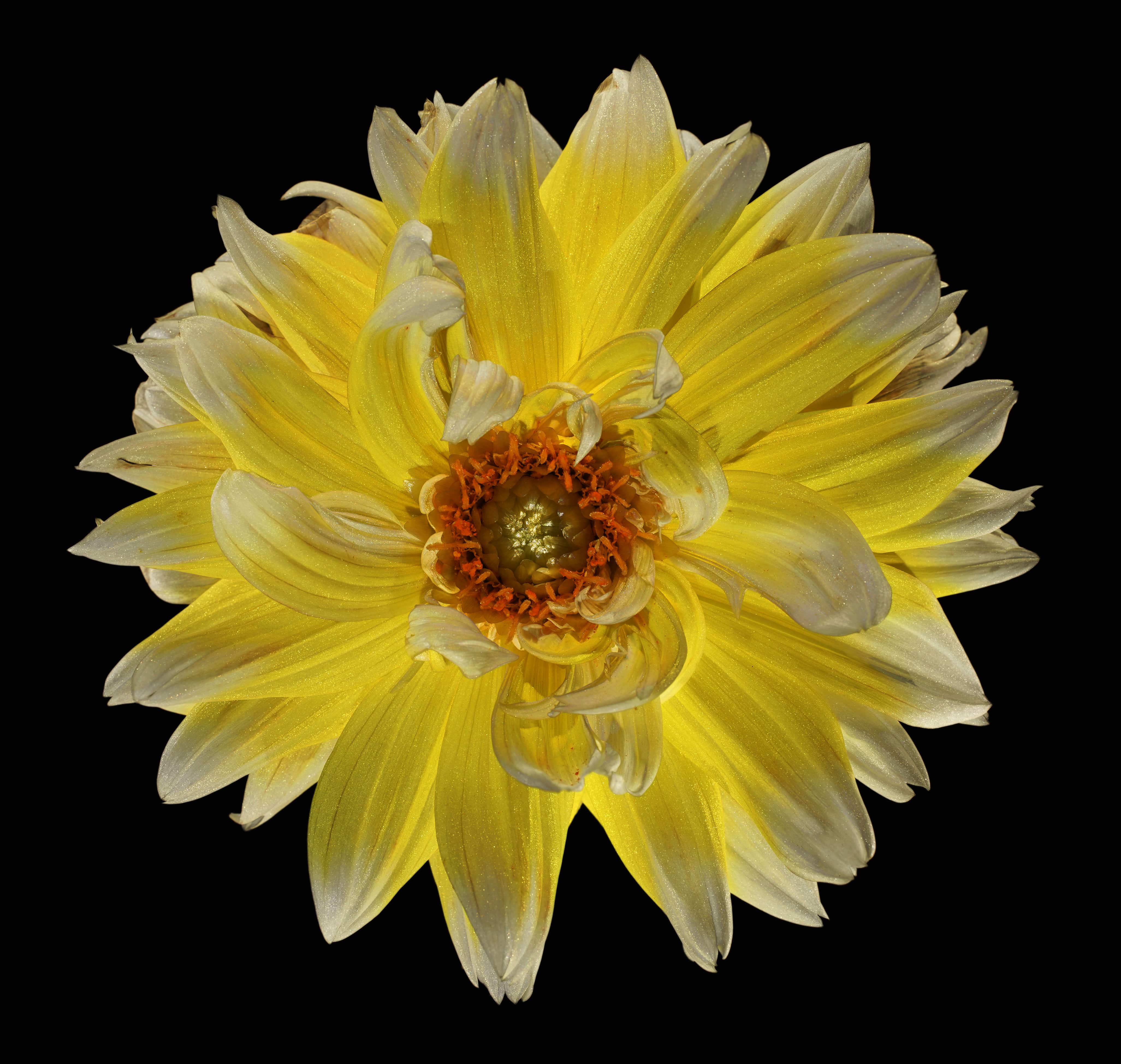Yellow Dahlia