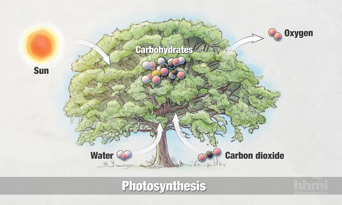 Photosynthesis